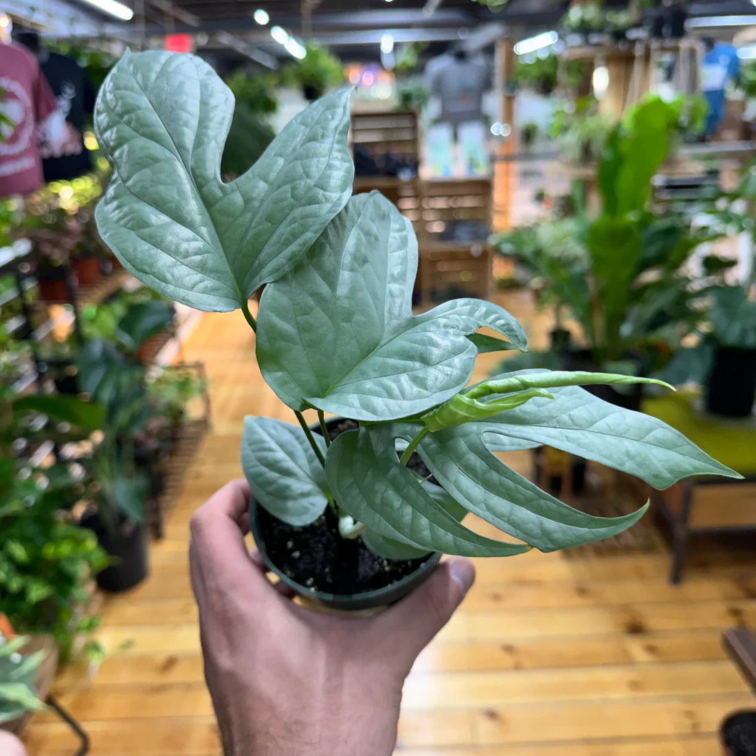 Amydrium Silver – Plant Daddies of Atlanta