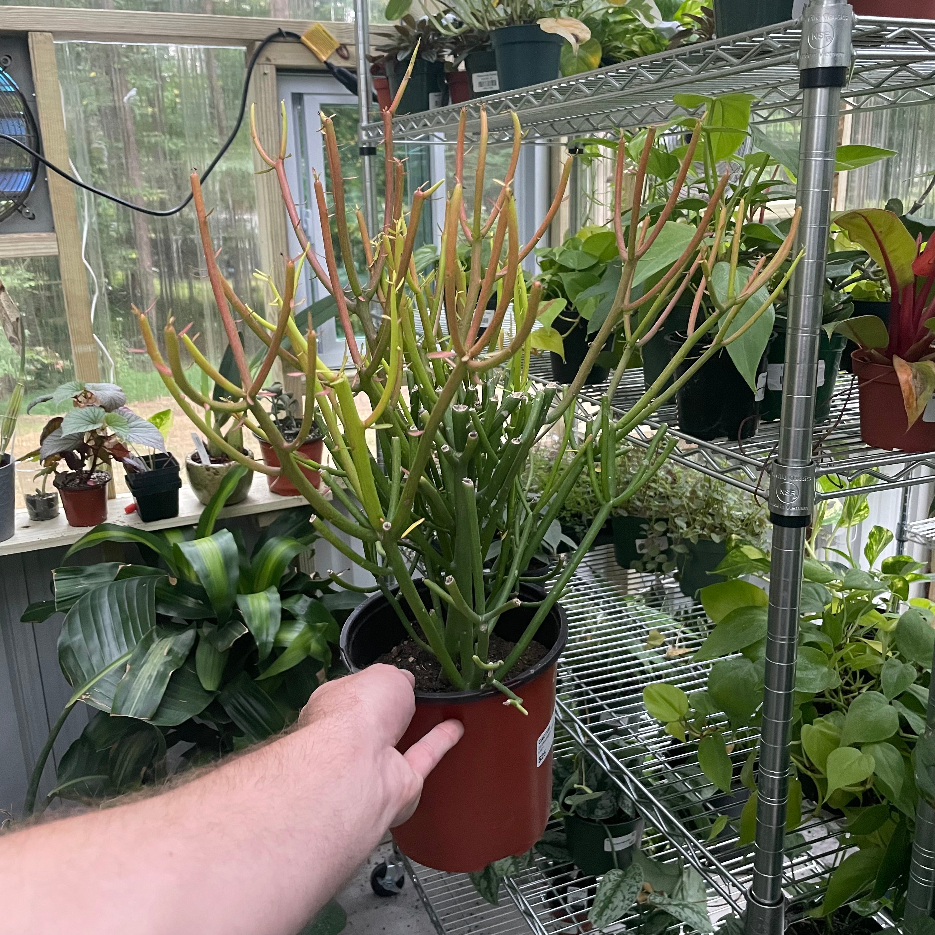 Discovering Euphorbia tithymaloides: The Unique Pencil Plant – Plant ...