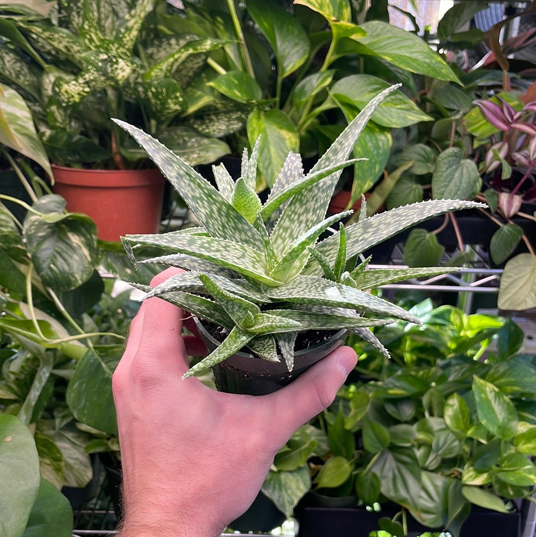 Aloe White Fox - Live Succulents - Plant Daddies of Atlanta