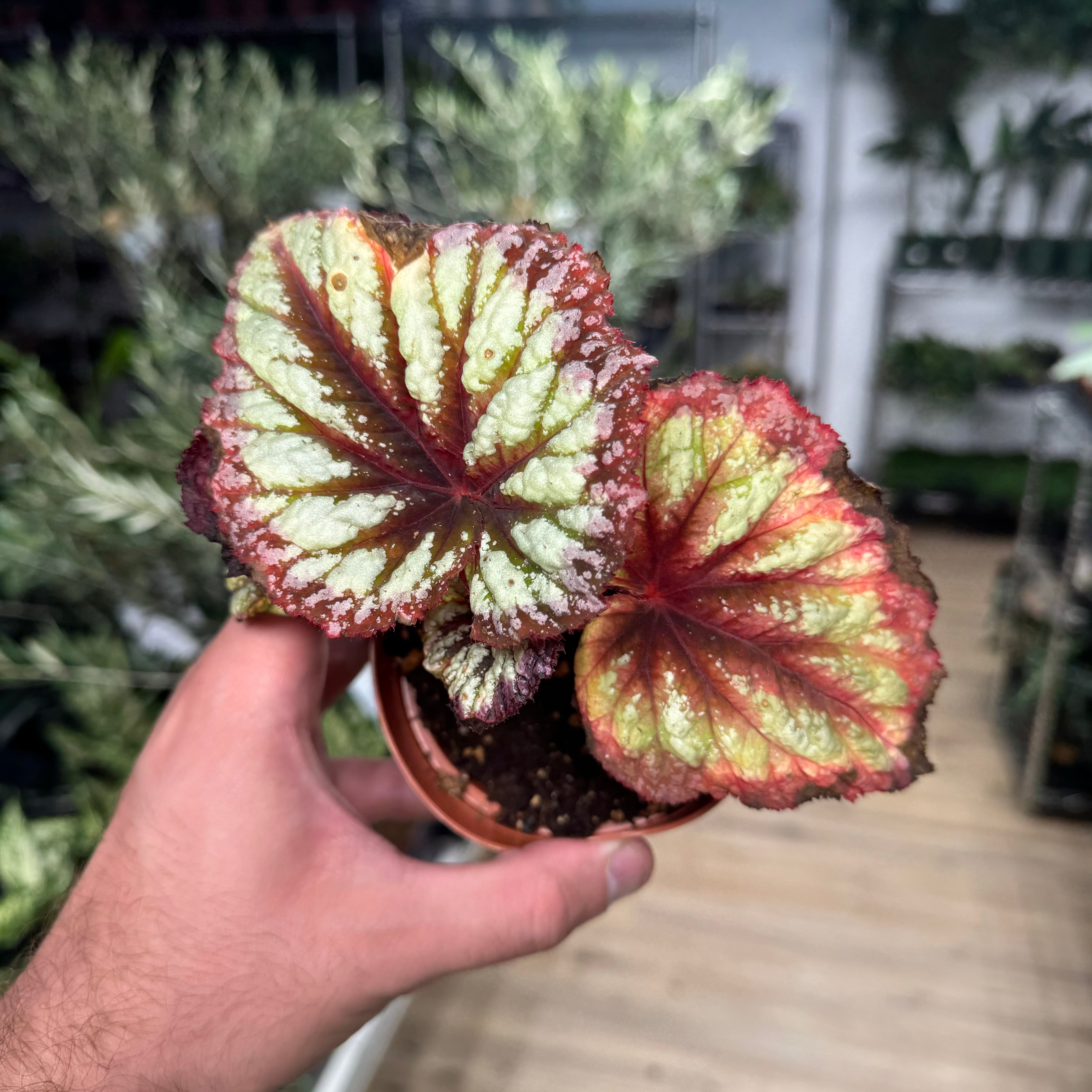 Begonia Fireworks - Live Plants - Plant Daddies of Atlanta