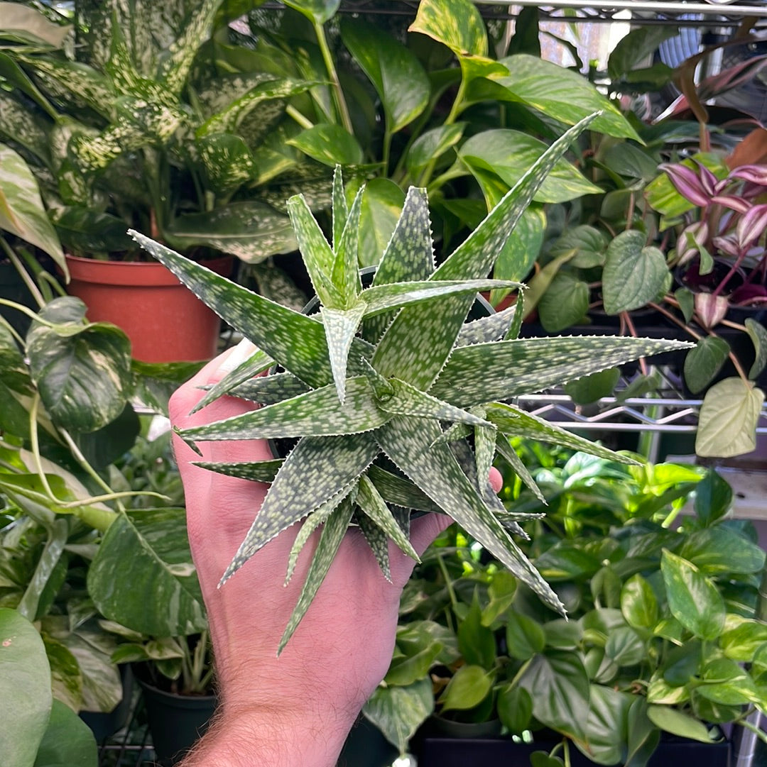 Aloe White Fox - Live Succulents - Plant Daddies of Atlanta