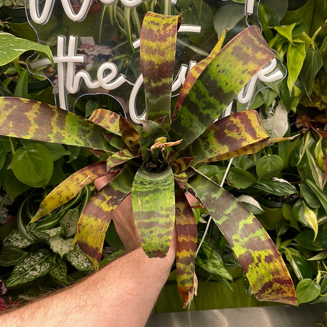 Bromeliad Vriesea Splendens - Live Plant - Plant Daddies of Atlanta