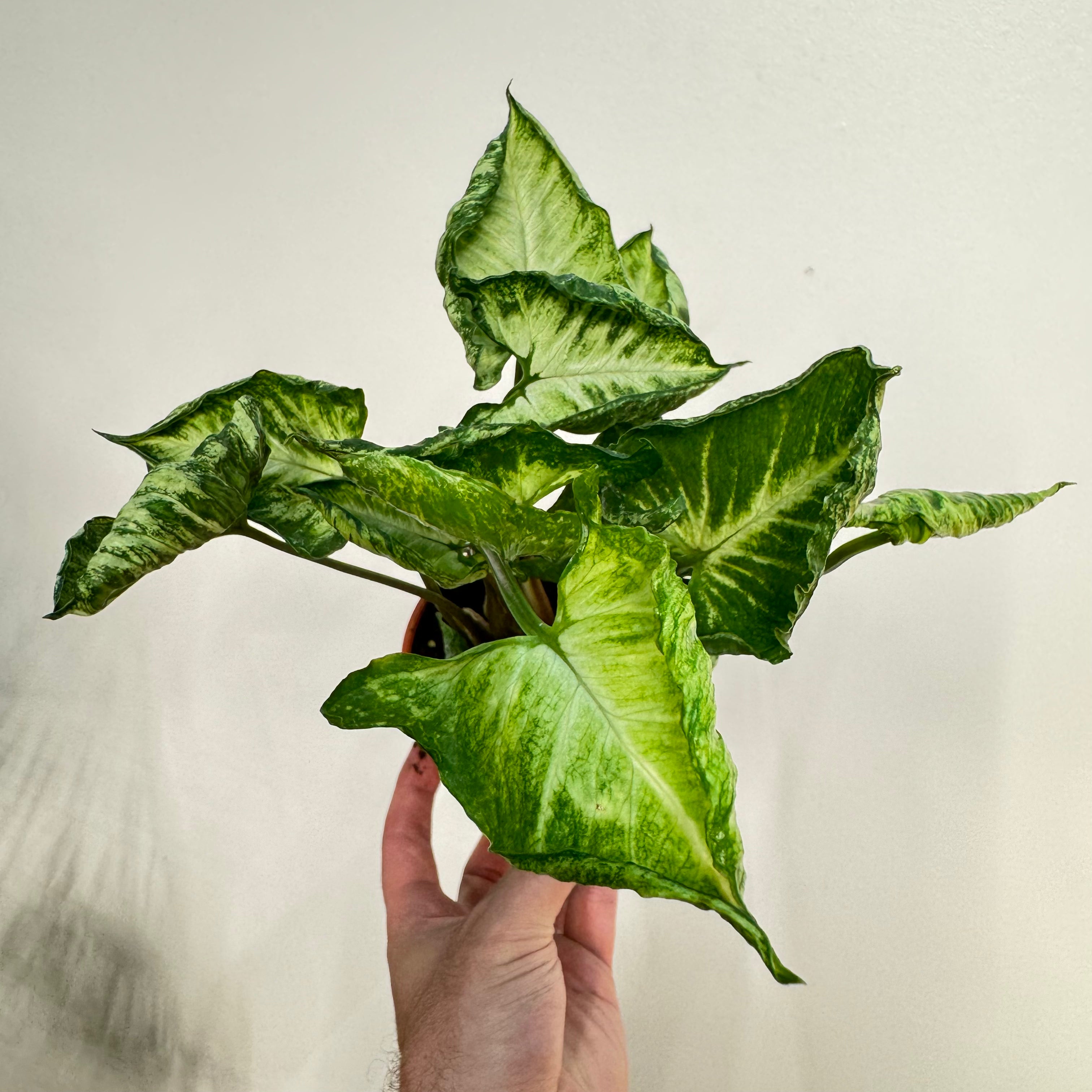 Syngonium Godzilla - Rare Plants - Plant Daddies of Atlanta